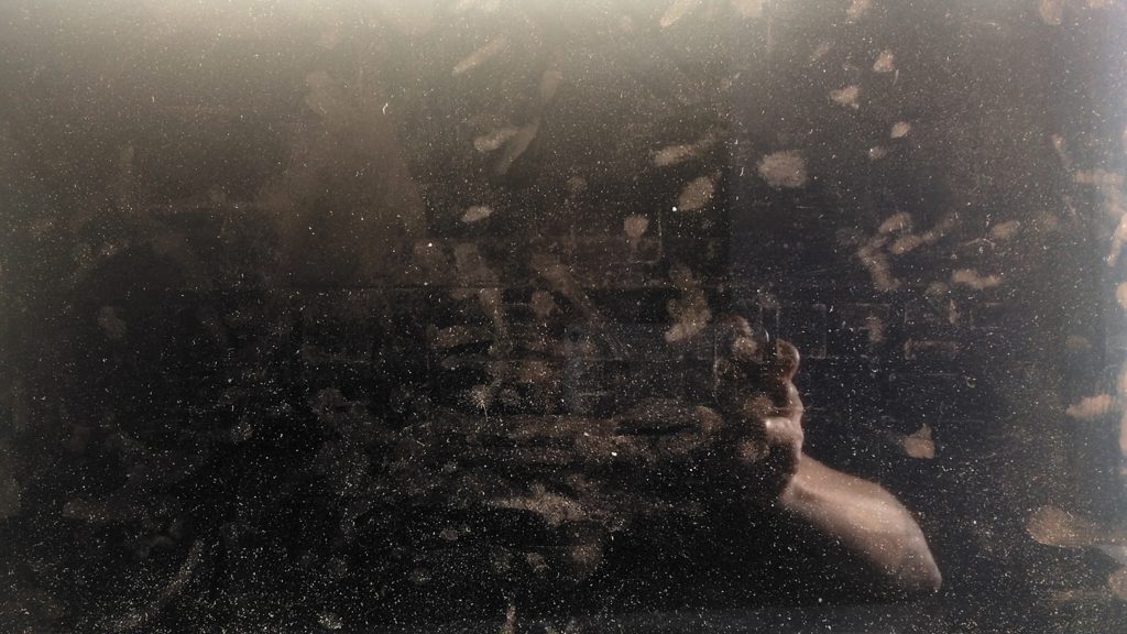 Charlie Prodger – Hollybush Gardens